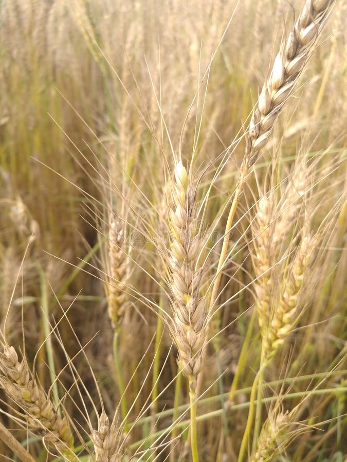 Wheat Plant Grains Flour Natural Stock Photo - Image of natural, plant ...