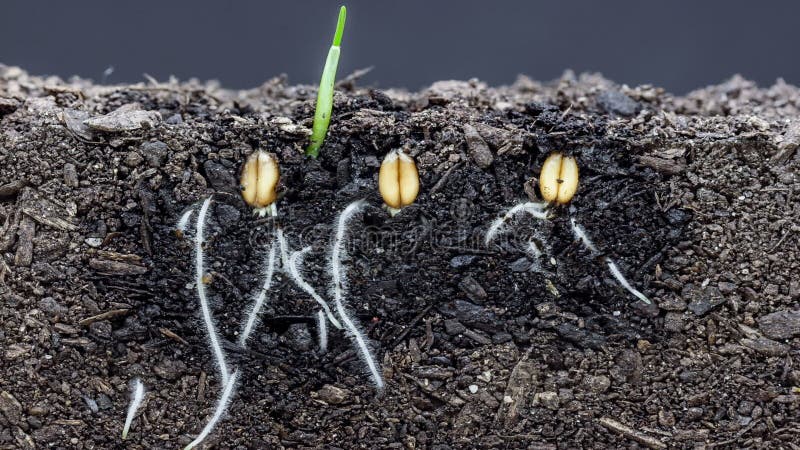 Wheat Plant Growing from Soil Stock Footage - Video of agrarian ...