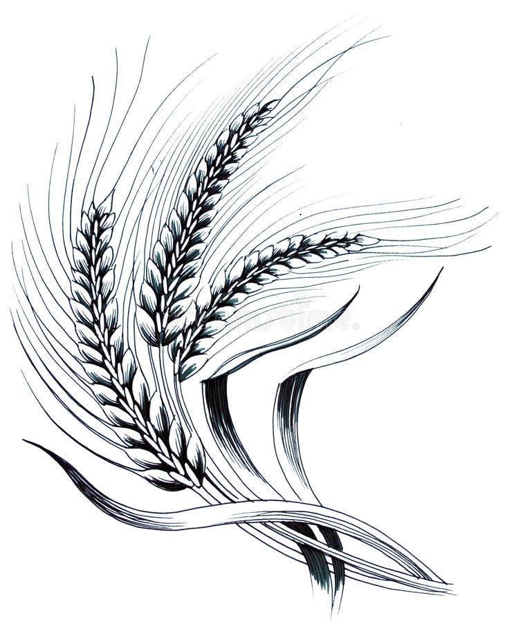 Wheat plant stock illustration. Illustration of drawing - 90589536