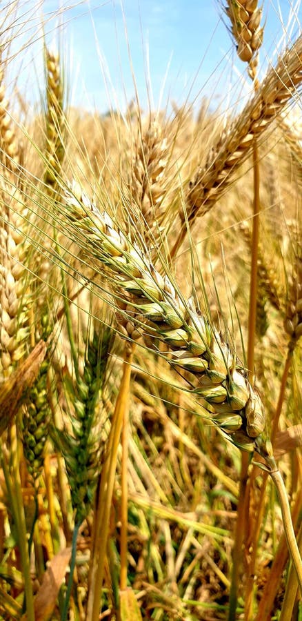 Wheat plant pictures stock image. Image of background - 273954867