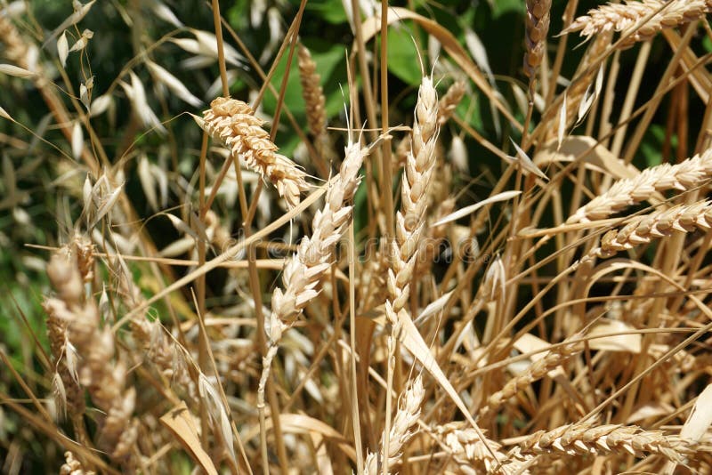 Wheat Plant stock photo. Image of culture, biological - 55469538
