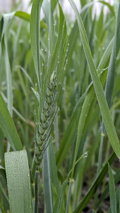 Wheat Plant with Water Drops at Summer Days Stock Photo - Image of ...