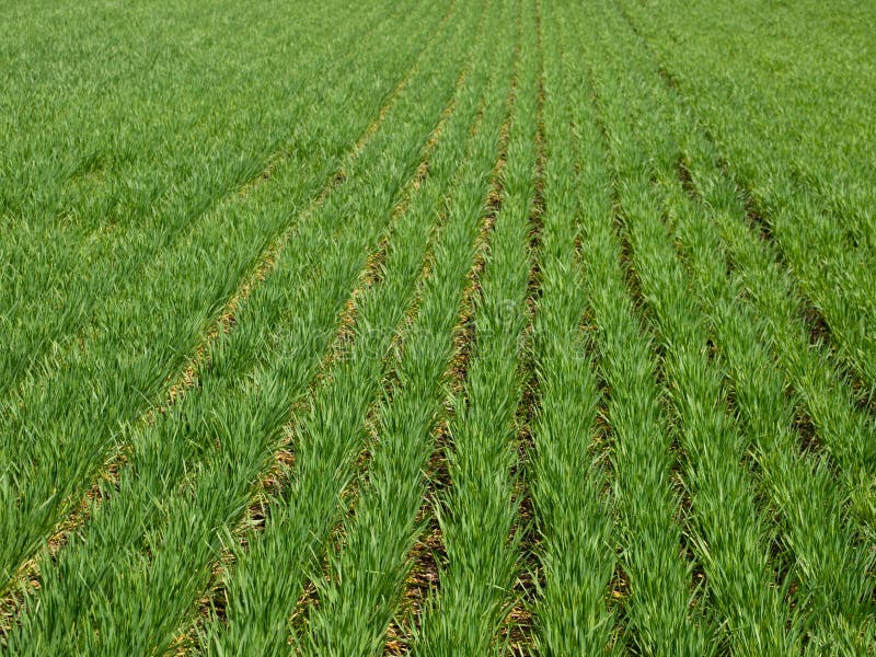 430+ Planting field Free Stock Photos - StockFreeImages