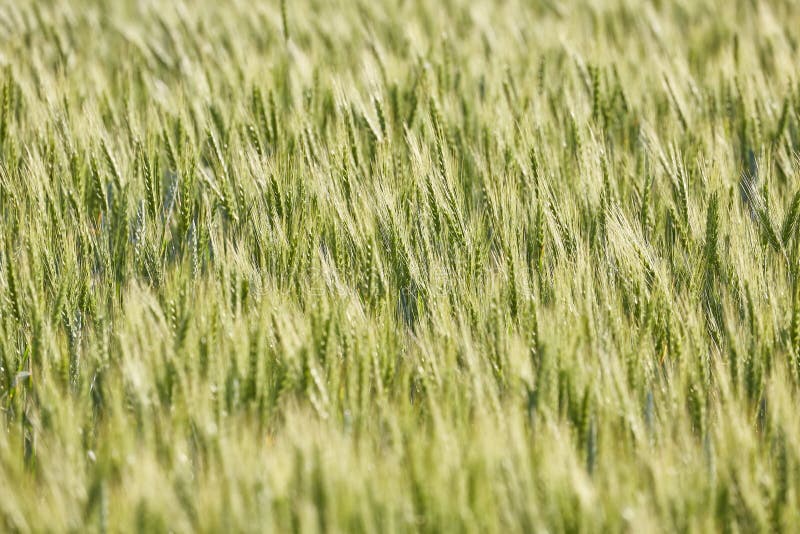 Wheat field closeup stock image. Image of countryside - 258695769