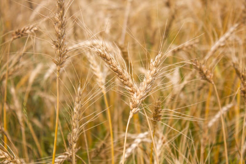 Wheat Plants Close Up, Wheat Herbs Growing in the Field Stock Image ...