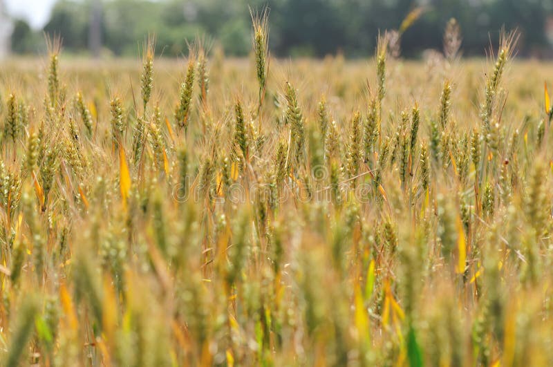 Wheat plants stock photo. Image of cultivation, chinese - 33427740