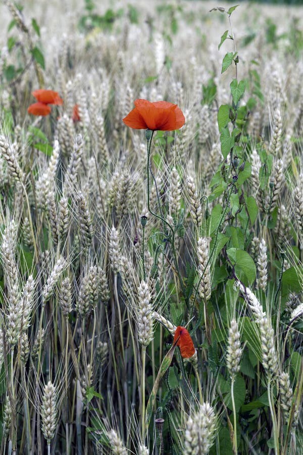 Wheat with Poppy is a Common Combination within Ecological Agriculture ...
