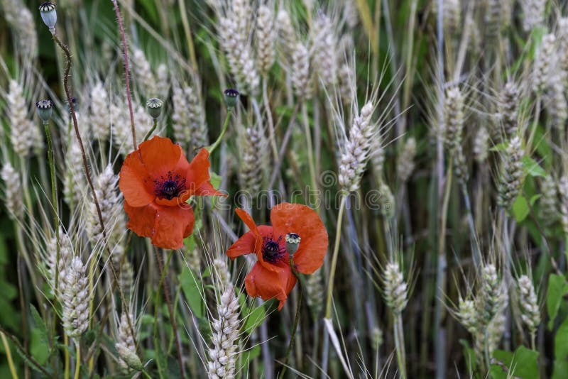 Wheat with Poppy is a Common Combination within Ecological Agriculture ...