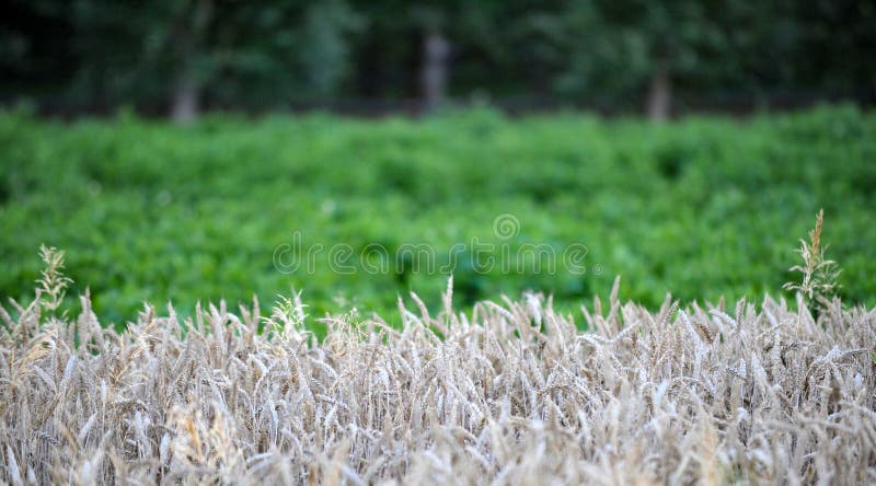 Wheat and Potato Field .agricultural Concept Image Stock Image - Image ...