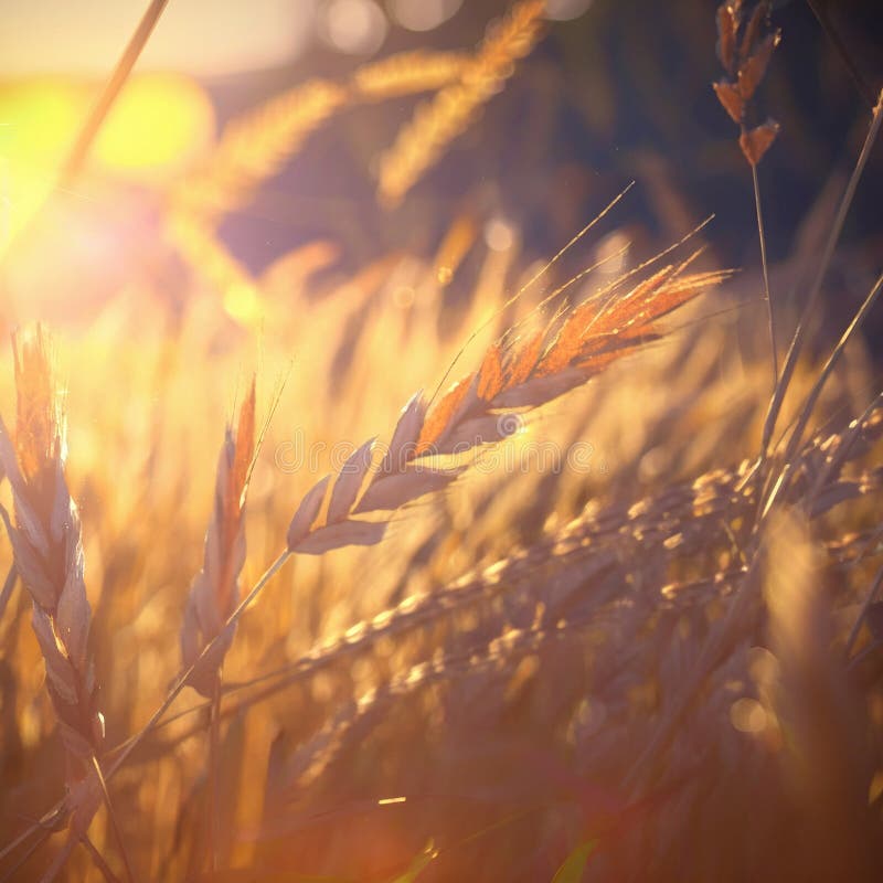 Wheat in the Rays of the Rising Sun Close-up Stock Illustration ...