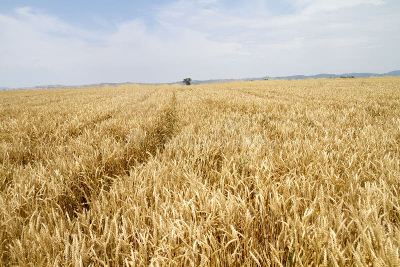 Wheat stock photo. Image of harvesting, ready, food - 197803400