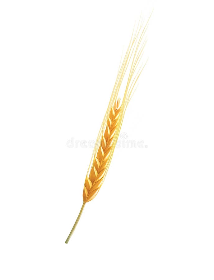 Wheat realism illustration stock illustration. Illustration of lighting ...