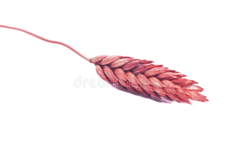 Wheat Red Ears Isolated on White Background Stock Photo - Image of ...