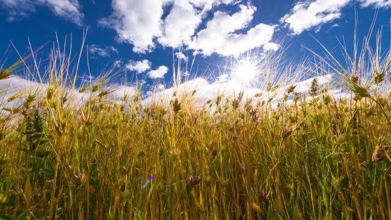 Wheat Rice Plantation Field Stock Photo - Image of farm, close: 38112268