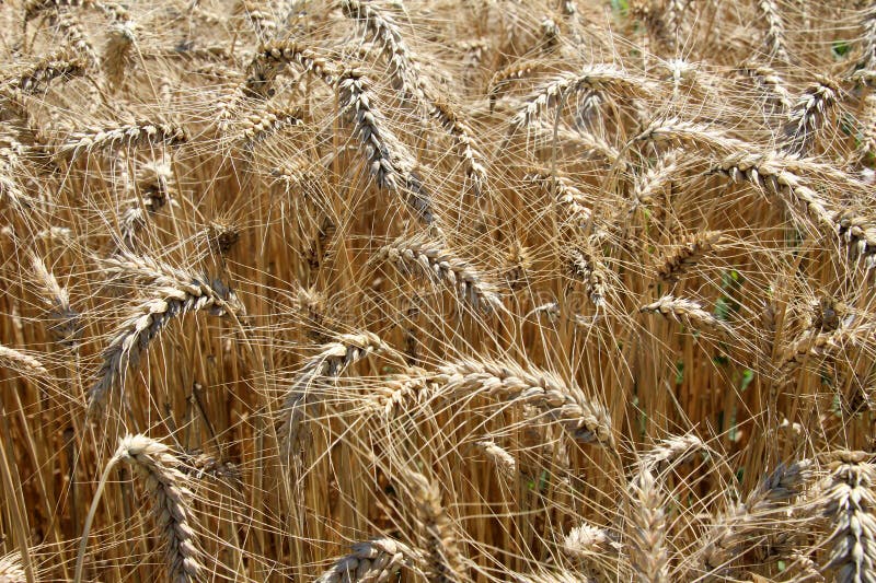 The Wheat is Ripe in the Field Stock Image - Image of environment ...