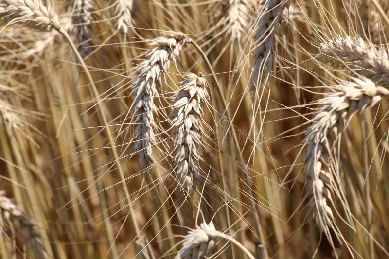 The Wheat is Ripe in the Field Stock Image - Image of stem, agriculture ...