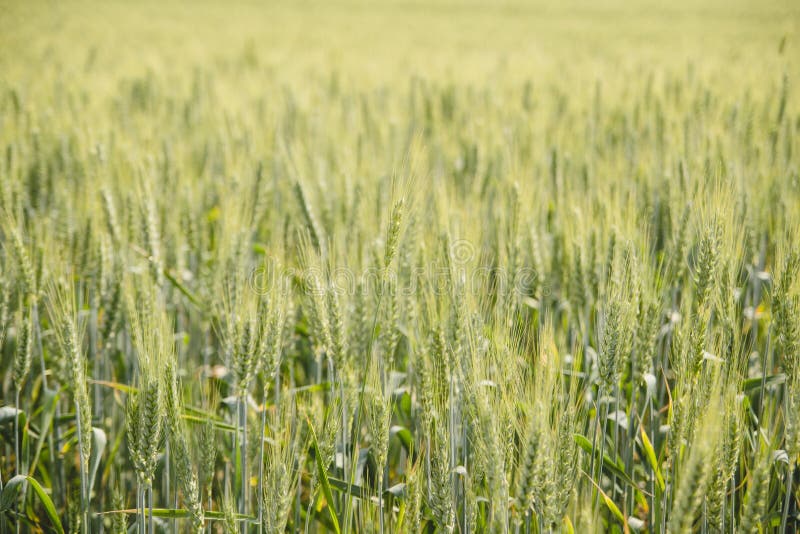 Wheat stock photo. Image of combine, corn, wheat, ripe - 58082222