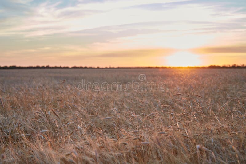Wheat Ripe Field in the Sunset Light of the Sun Stock Photo - Image of ...