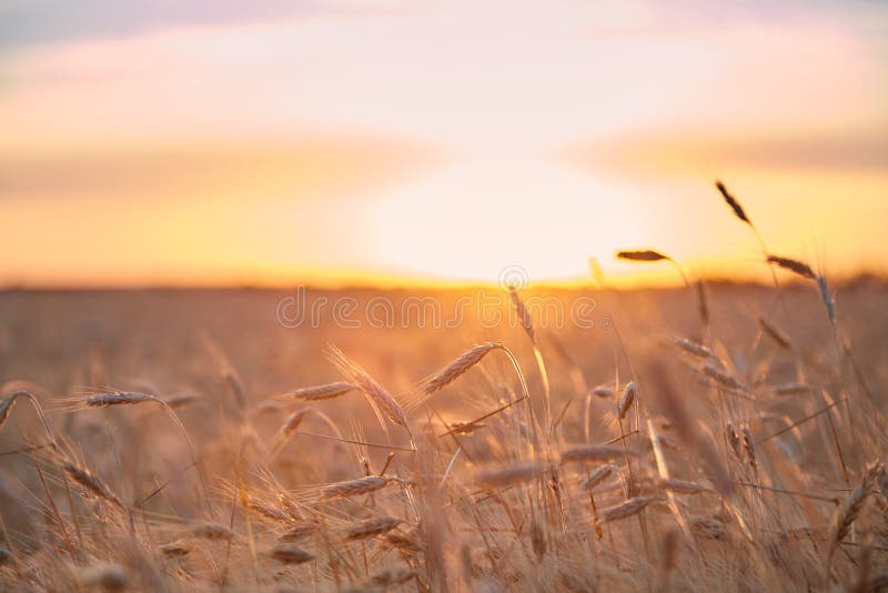 Wheat Ripe Field in the Sunset Light of the Sun Stock Photo - Image of ...