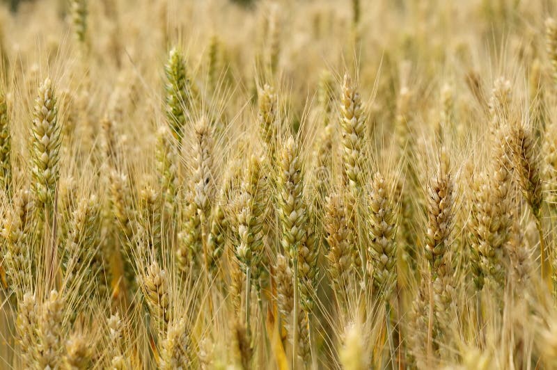 Wheat stock image. Image of field, golden, wheat, harvesting - 33227307