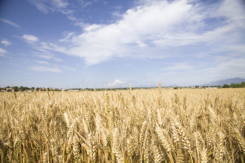 The wheat is ripe stock image. Image of pastoral, blue - 55977457