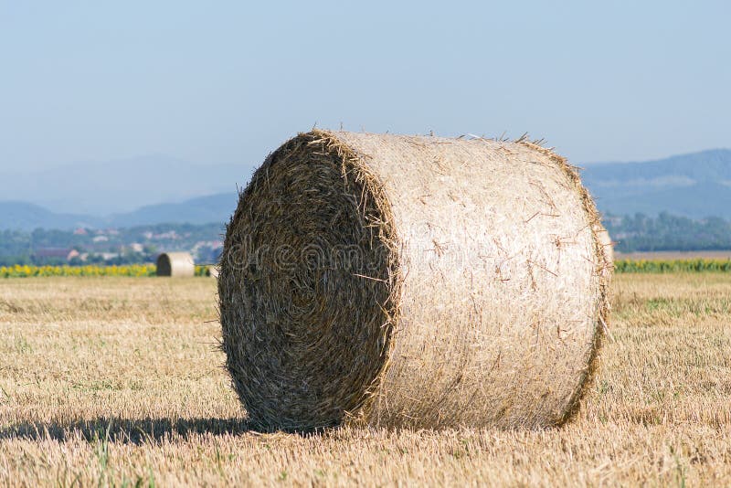 Wheat Roll on the Agriculture Field Stock Photo - Image of farm ...
