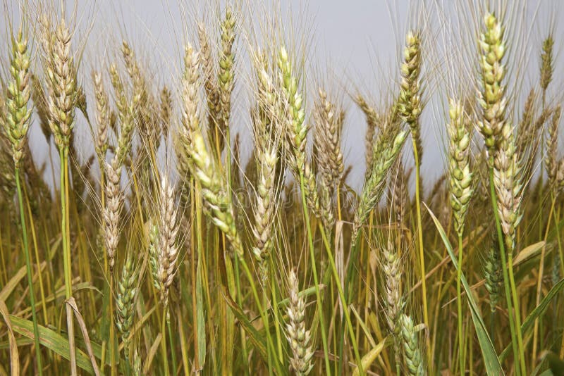 Wheat Blades stock photo. Image of green, cultivate, grow - 13960284
