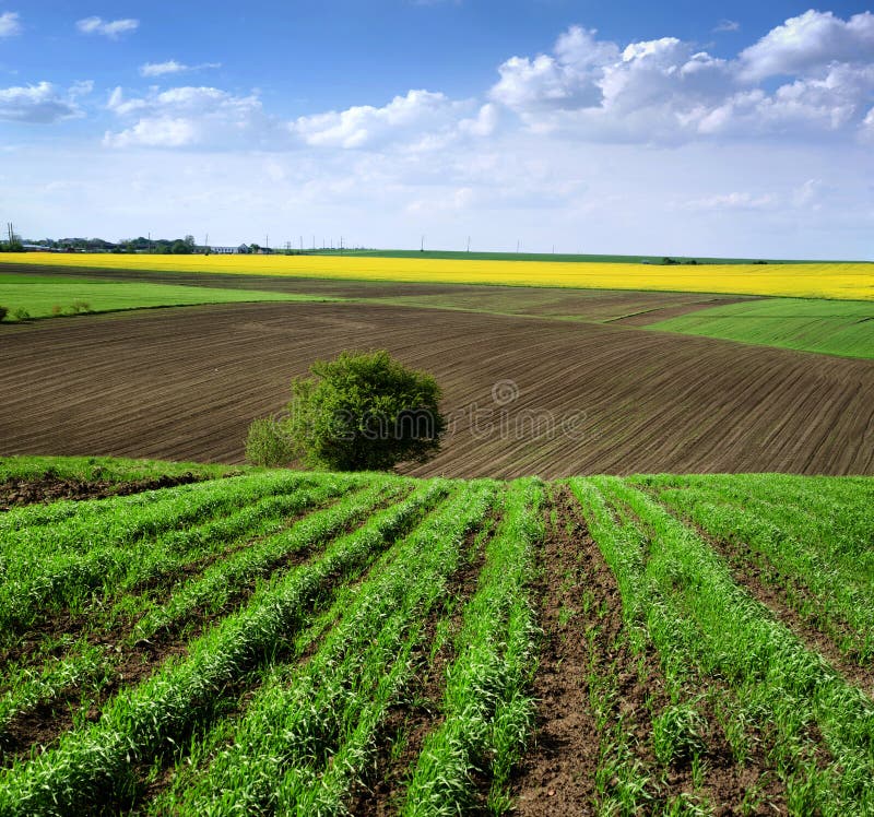 Ash Tree in Arable Landscape Stock Photo - Image of arable, tree: 63927682