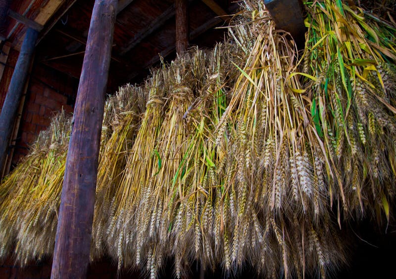 Wheat on Rustic Civilian Granary,china Stock Image - Image of gold ...