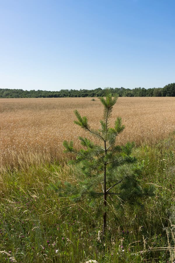 Wheat Rye Cereal Field Ready for Harvest with Strip of Green Grass and ...
