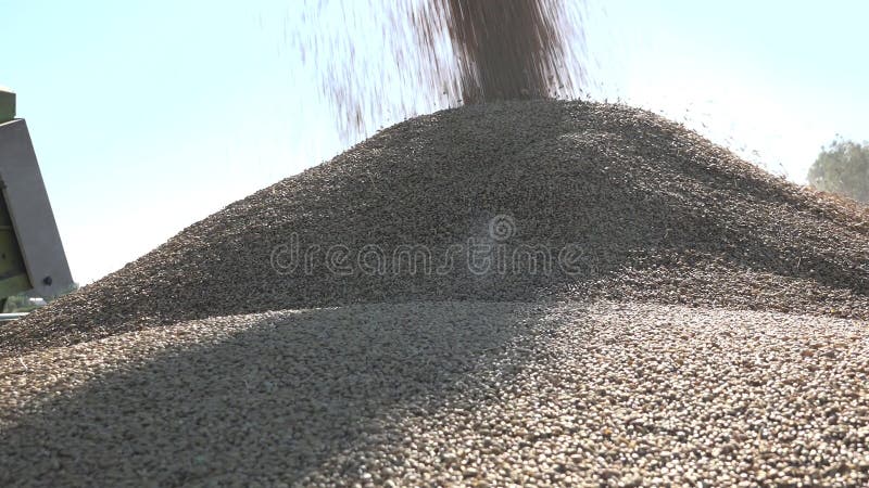 Grain Loading To Bulker Ship Cargo Container at Sea Grain Terminal in ...