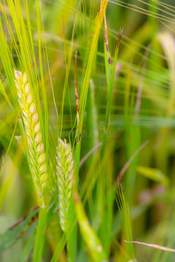 Wheat, Rye, Grains, Green Background Stock Image - Image of background ...