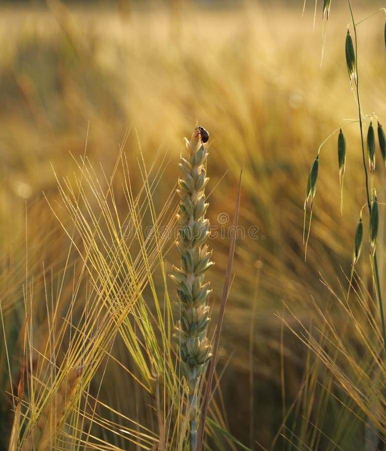 Wheat, Rye, Oats and Ladybug Stock Image - Image of cereal, outdoor ...