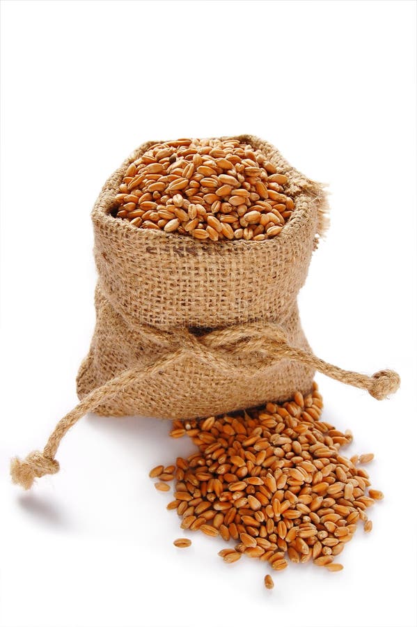 Sacks of wheat grains stock photo. Image of open, sack - 17304768