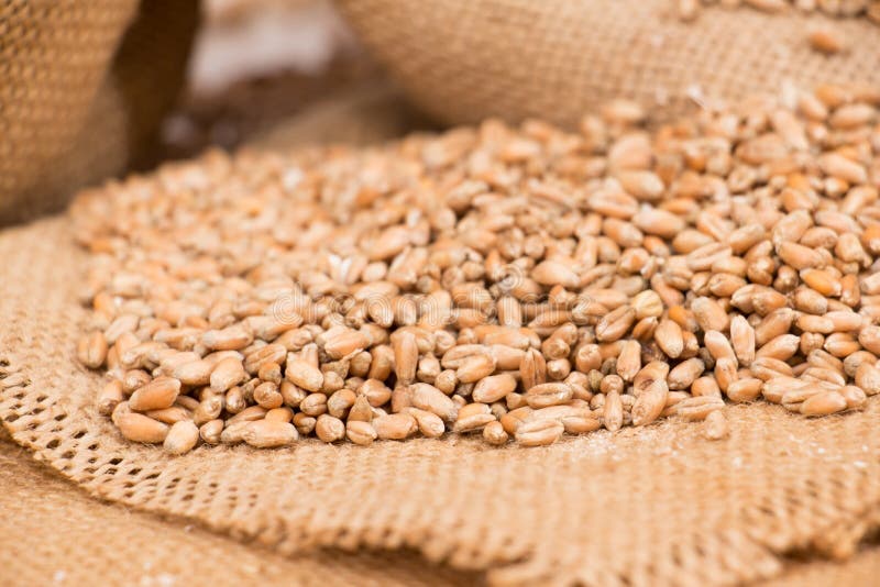 Wheat in a sack stock photo. Image of industry, grains - 53070410