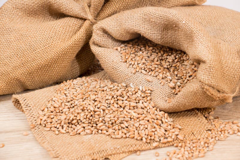 Wheat in a sack stock photo. Image of seed, health, uncooked - 53069508