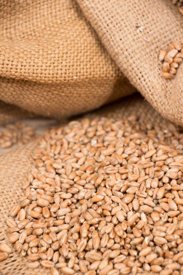 Wheat in a sack stock photo. Image of brown, bran, cereal - 53096264