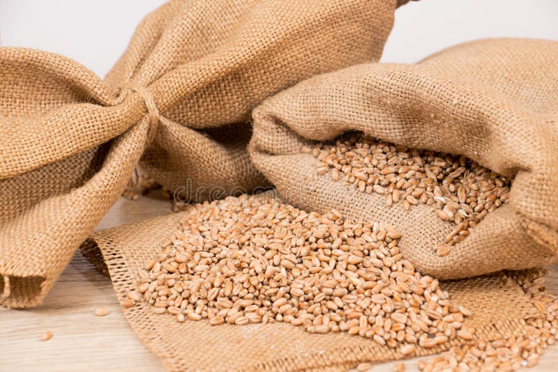 Wheat in a sack stock image. Image of industry, breads - 53100431