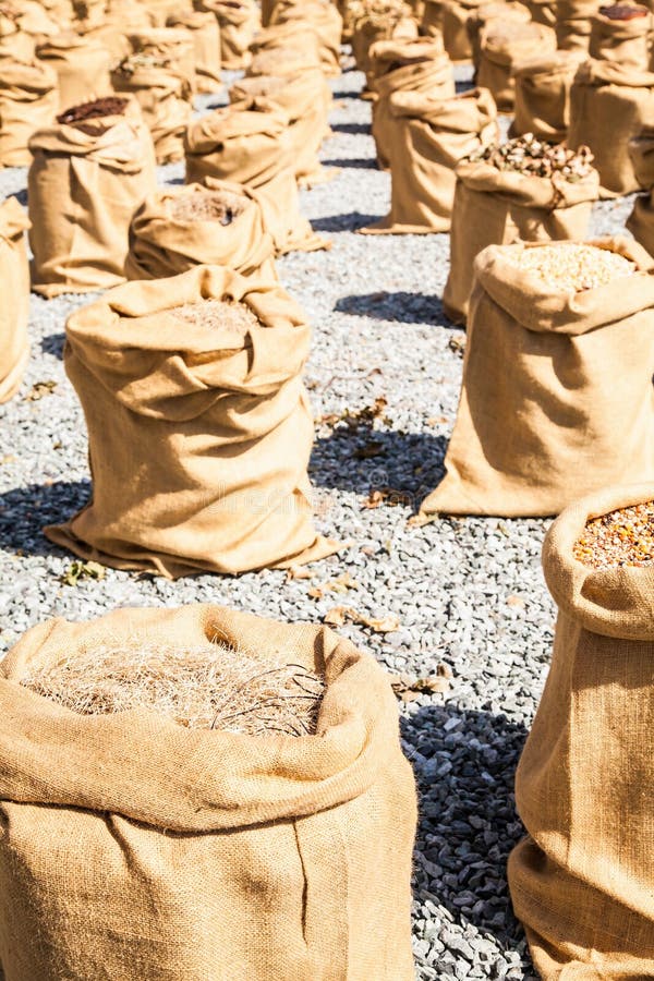 Ripe Summer Wheat stock image. Image of rural, harvest - 29972949