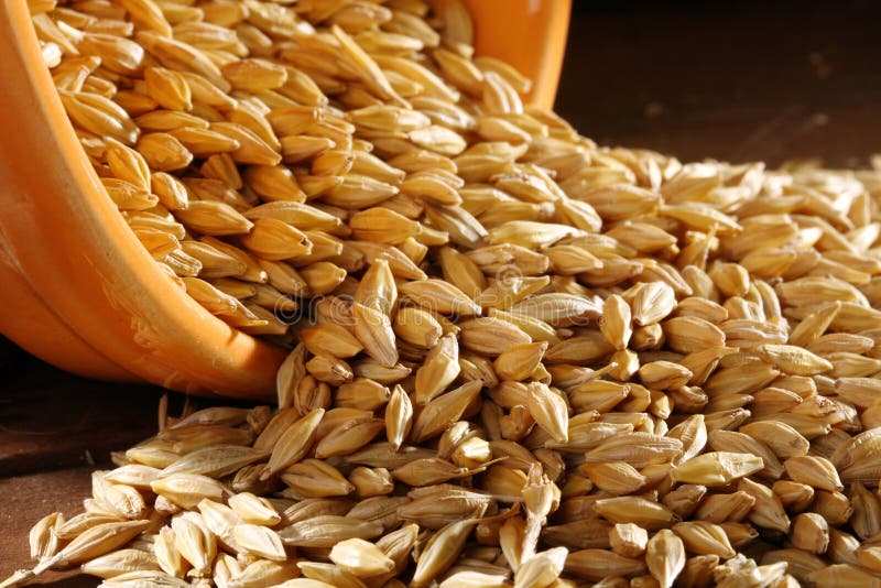 Wheat seed stock photo. Image of barley, ripe, organic - 23961124