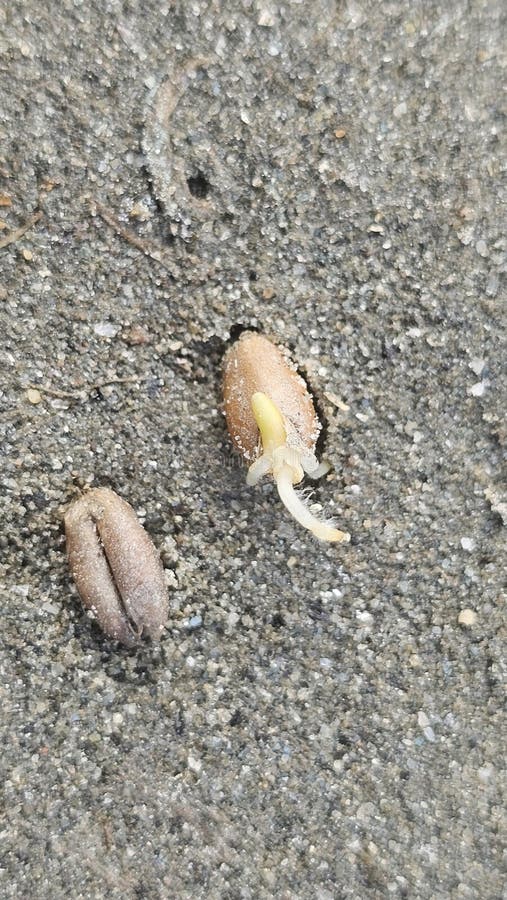 Wheat Seed Germinating with Root Hairs on the Soil. Stock Image - Image ...