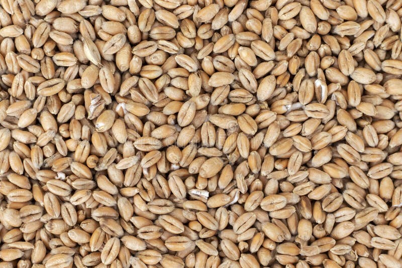 Grain of wheat top view stock image. Image of natural - 246821173