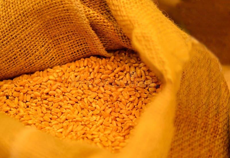 Wheat seed stock photo. Image of industry, cappelli, autumn - 84887304