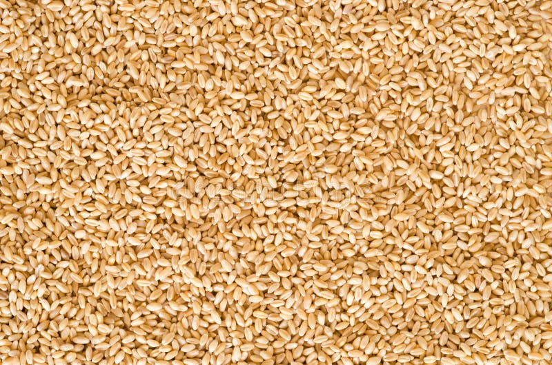Wheat Seed Drying stock photo. Image of europe, heirloom - 59793592