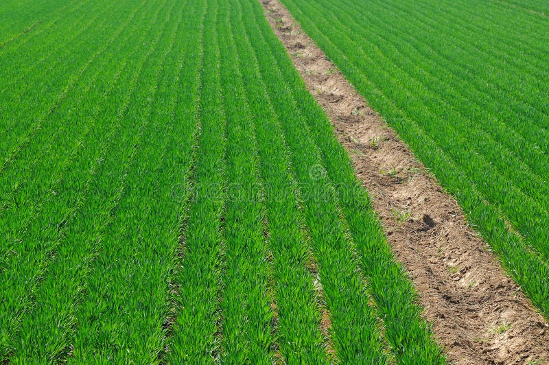 Wheat seedling stock image. Image of green, economic - 24199645