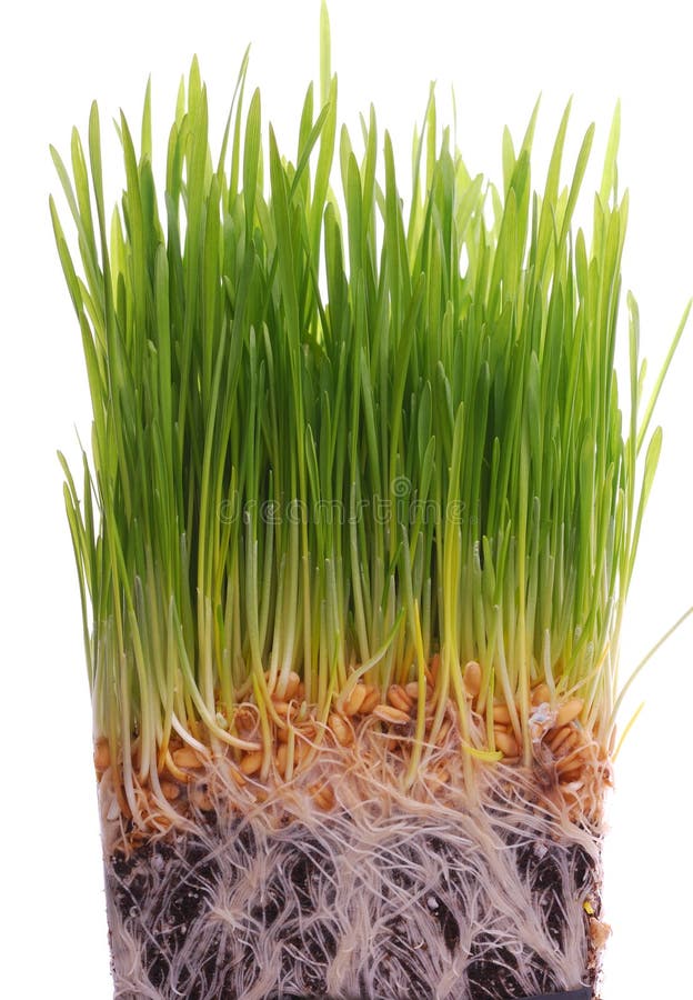 Wheat seedlings stock image. Image of food, farm, closeup - 12675103