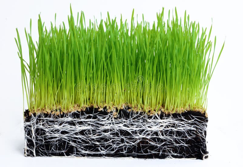 Wheat seedlings stock photo. Image of nature, root, isolated - 24693006
