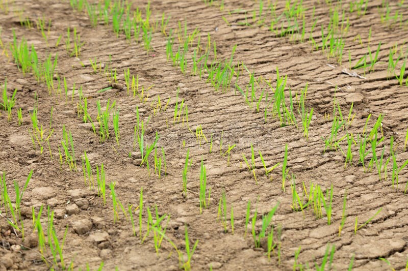 Wheat Seedlings in the Field Stock Image - Image of planting, farmland ...