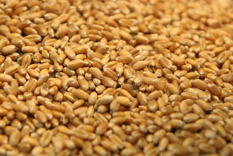 Wheat seeds stock image. Image of summer, bean, loaf, gold - 797965