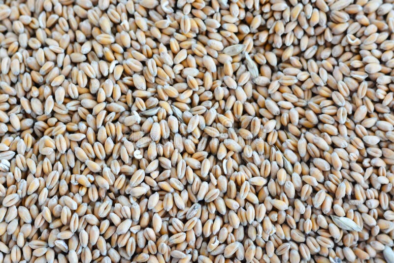 Wheat seeds with sprouts stock image. Image of horizontal - 28378871